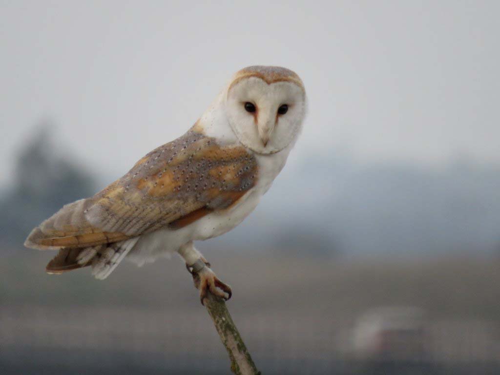 Gallery: 20 Common British Birds | englandexplore